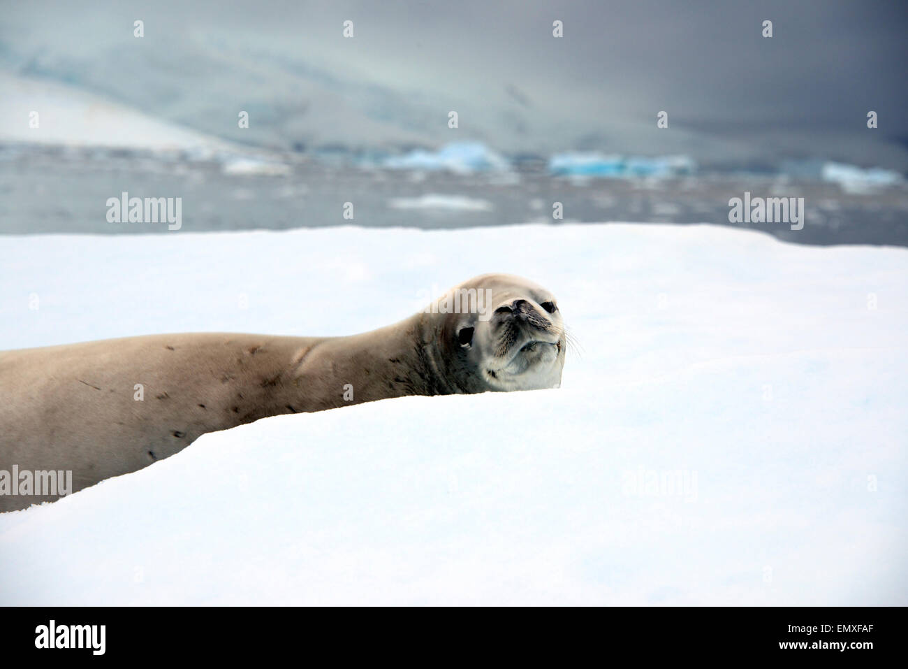 Close-up Leopard Seal on iceberg Paradise Bay Antarctic Peninsular ...