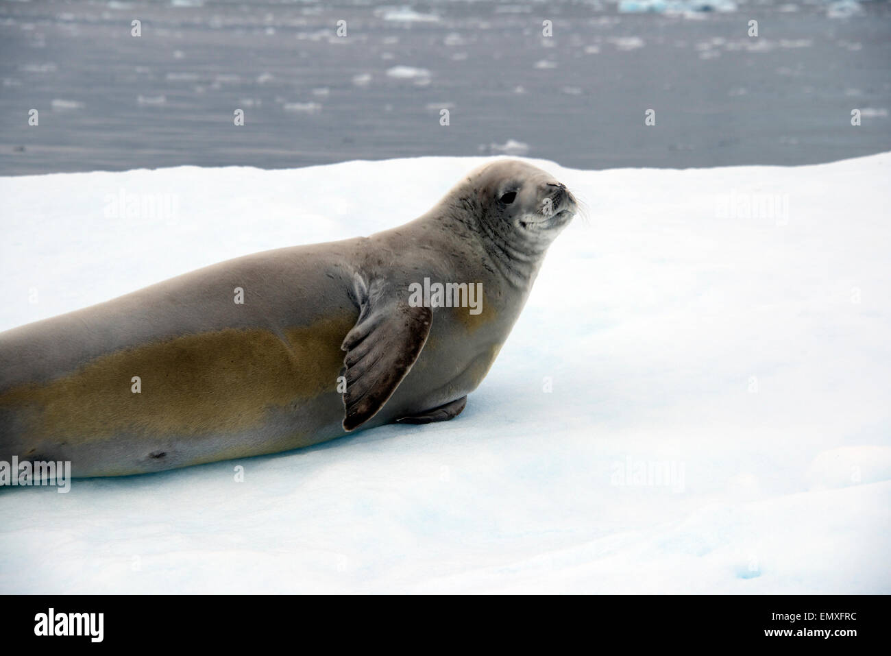Leopard Seal on iceberg Paradise Bay Antarctic Peninsular Antarctica ...