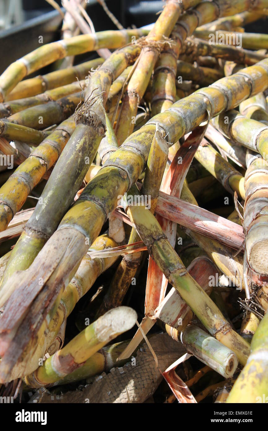 pile of sugar cane Stock Photo - Alamy
