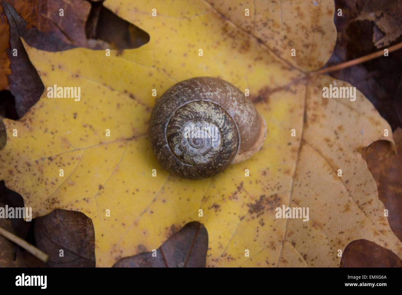 Snail shell on yellow hardwood maple leaf Stock Photo - Alamy