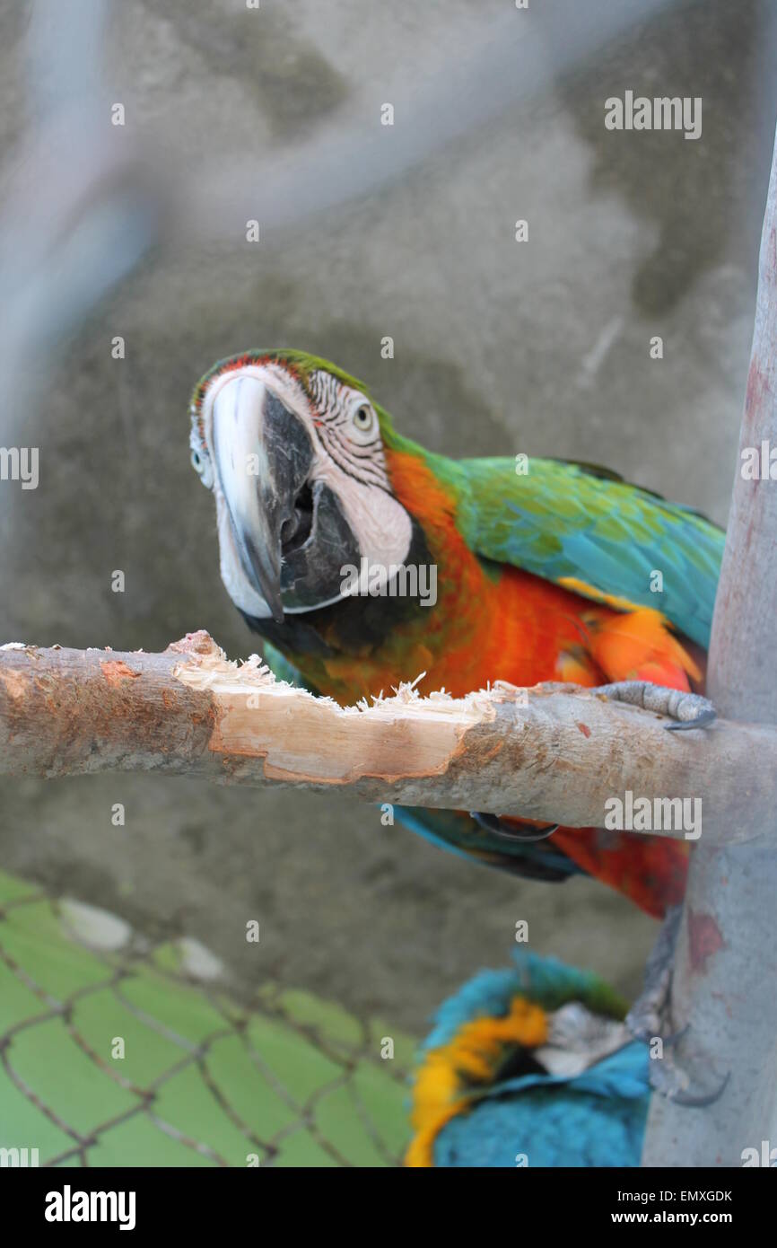 Macaw sitting on branch Stock Photo - Alamy