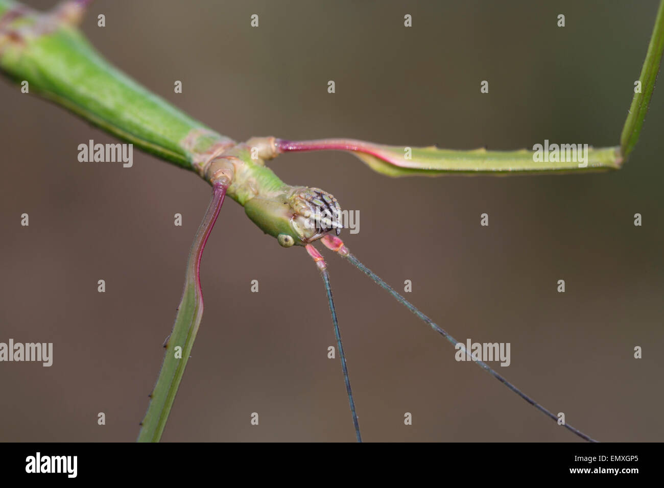 Unarmed Stick Insect; Acanthoxyla inermis Single Head Detail Cornwall ...