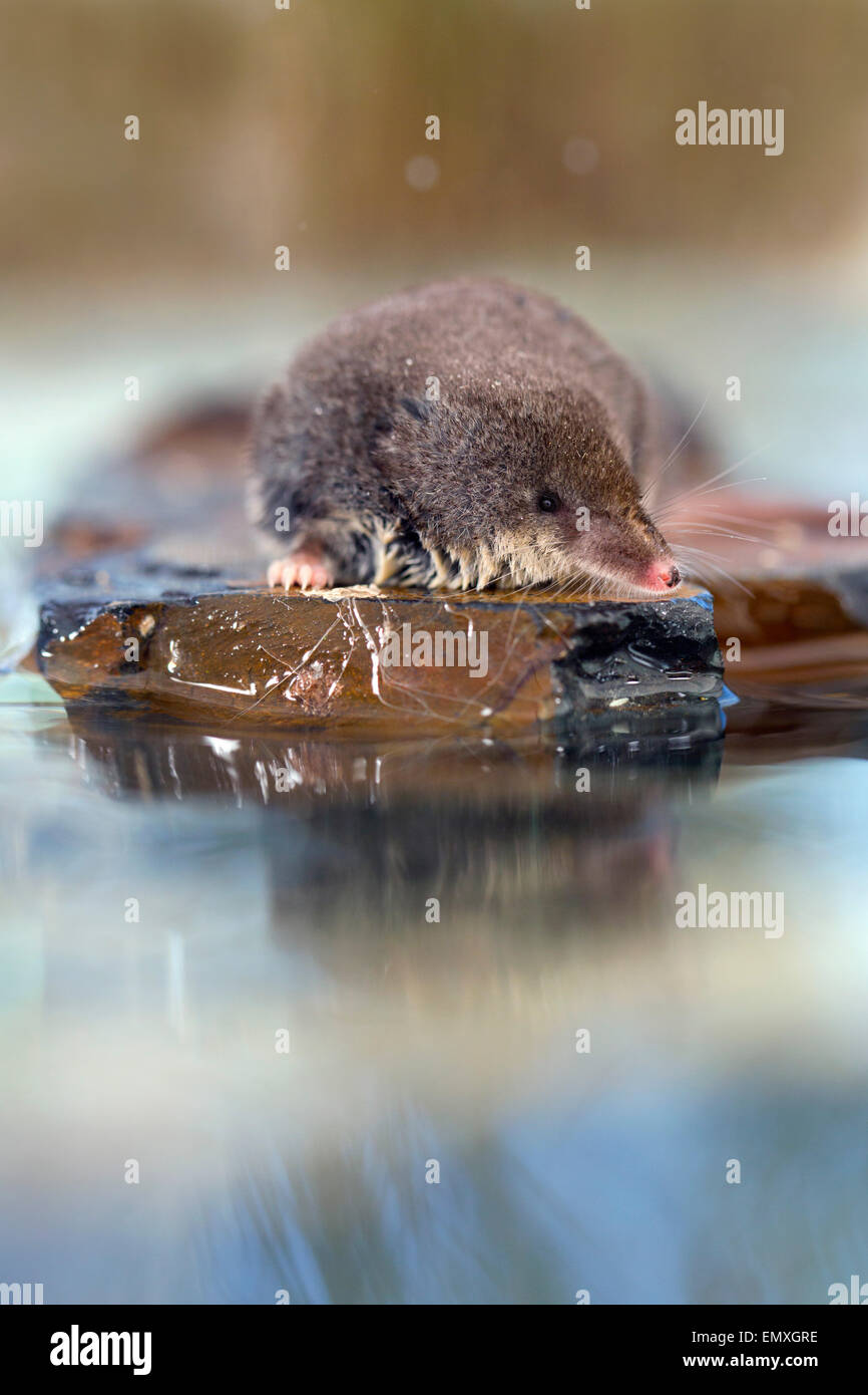 Water shrew uk hi-res stock photography and images - Alamy