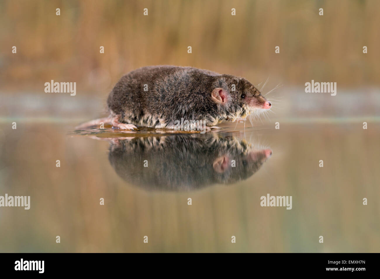 Water shrew hi-res stock photography and images - Alamy