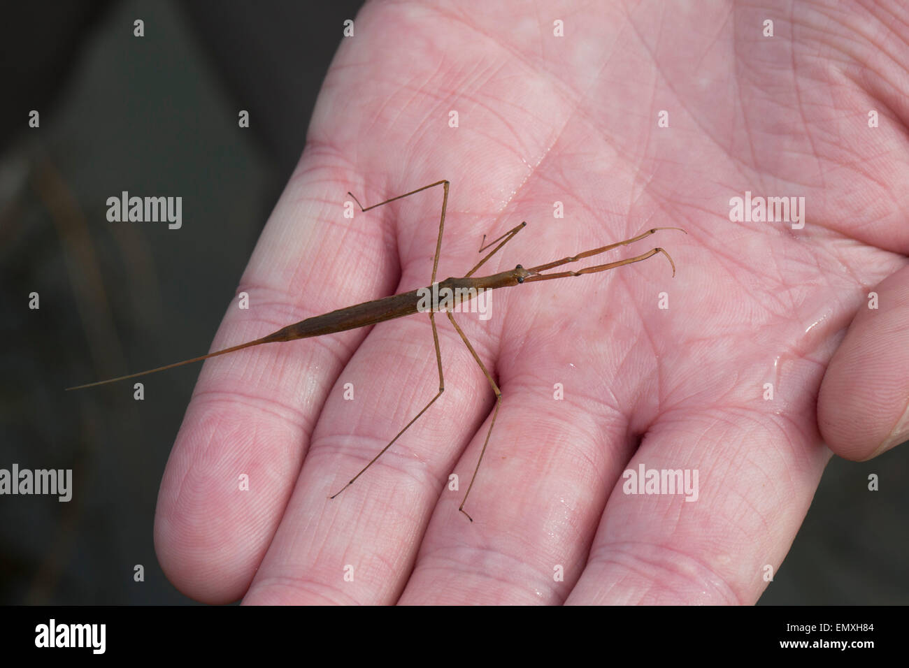 Water stick insect ranatra linearis hi-res stock photography and images ...