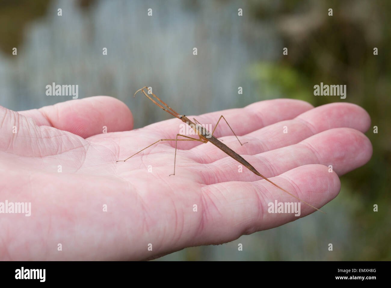 Water stick insect uk hi-res stock photography and images - Alamy