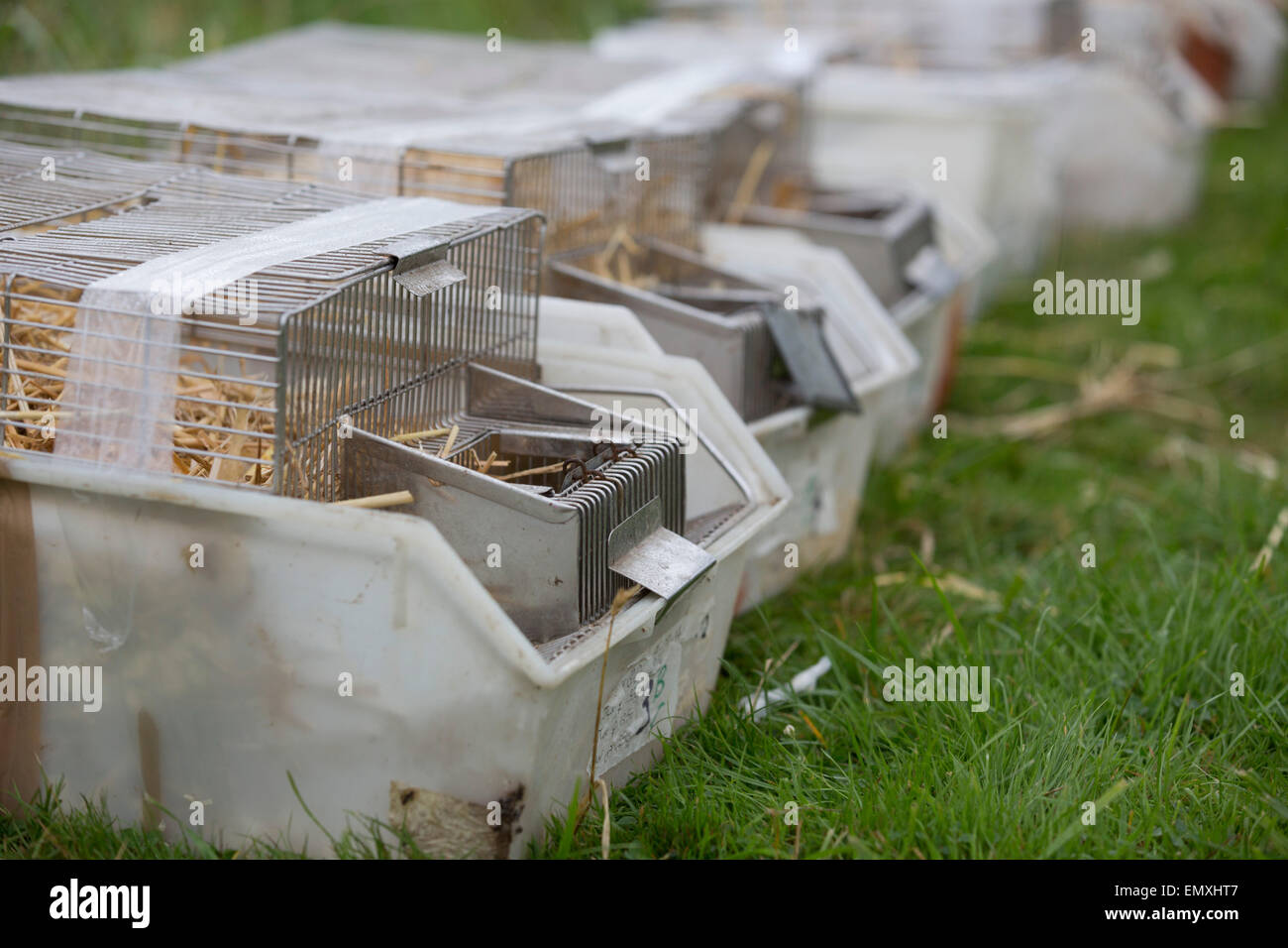Water Vole Release; Boxes used to House Voles Cornwall; UK Stock Photo ...