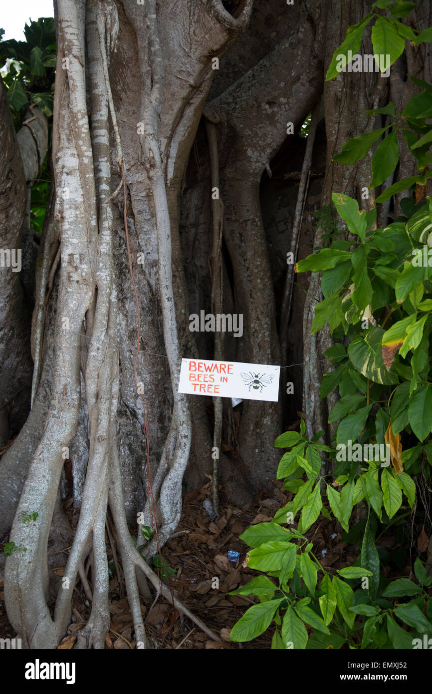 "Beware Bees in Tree" sign in old Banyan tree Stock Photo - Alamy