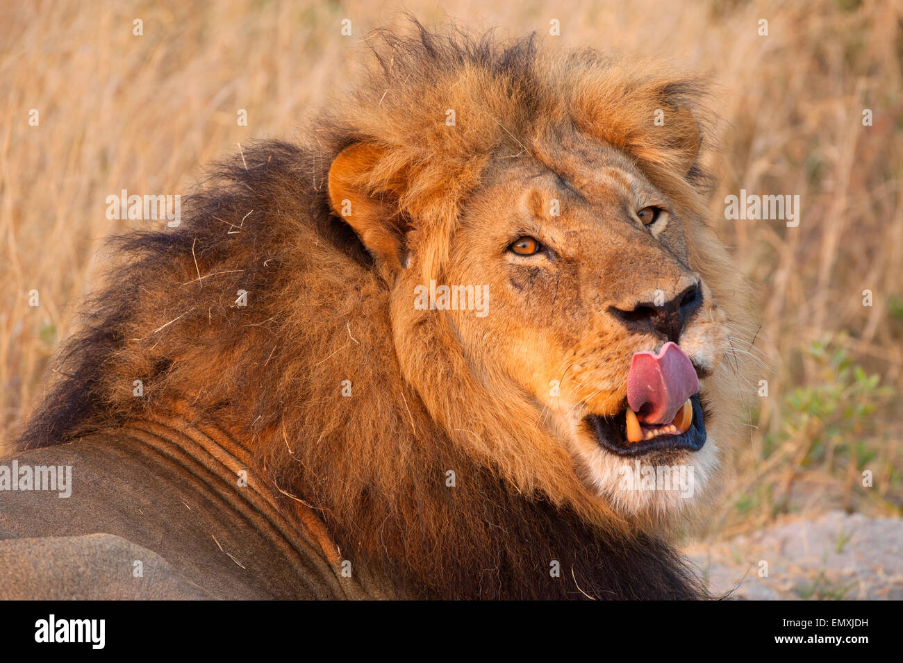 Black man gold teeth hi-res stock photography and images - Alamy