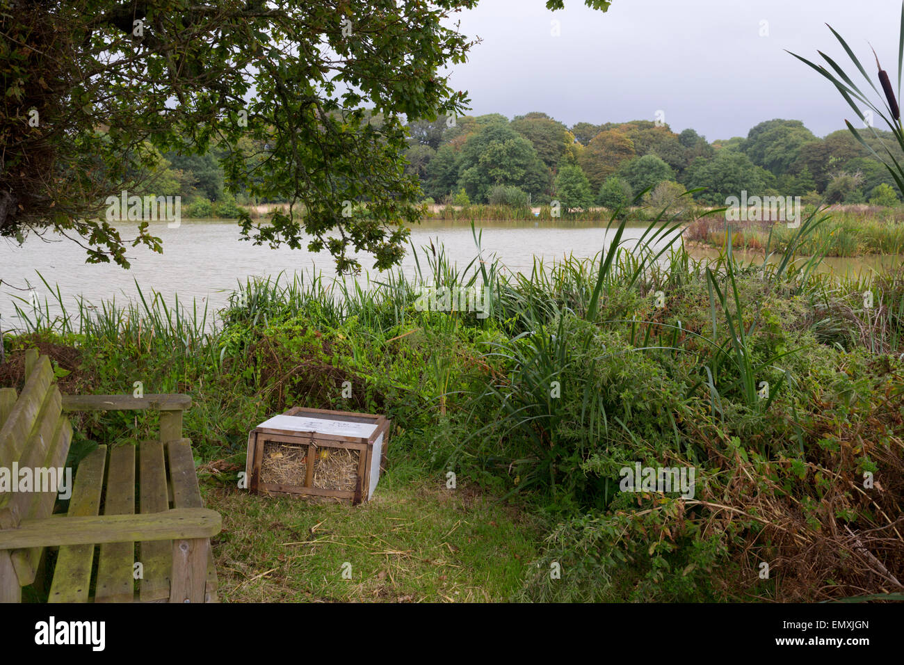 Water Vole Release Location Box used to House Voles Cornwall; UK Stock ...