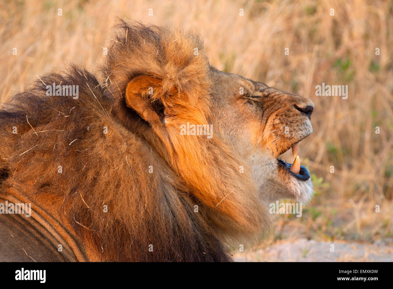 Black man gold teeth hi-res stock photography and images - Alamy