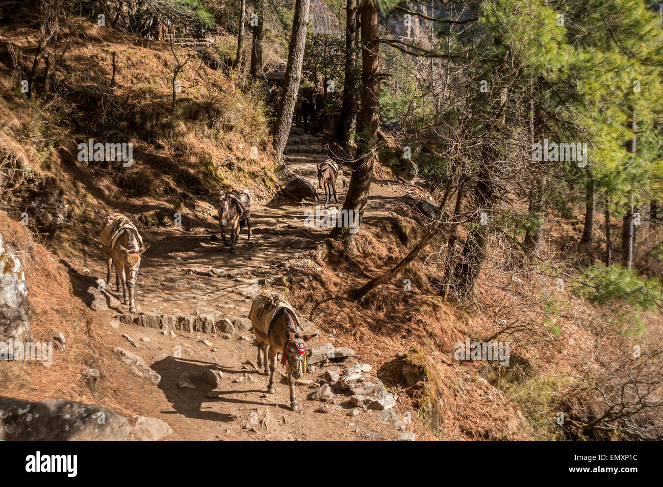 Caravan of donkeys in nepal nepal hi-res stock photography and images ...