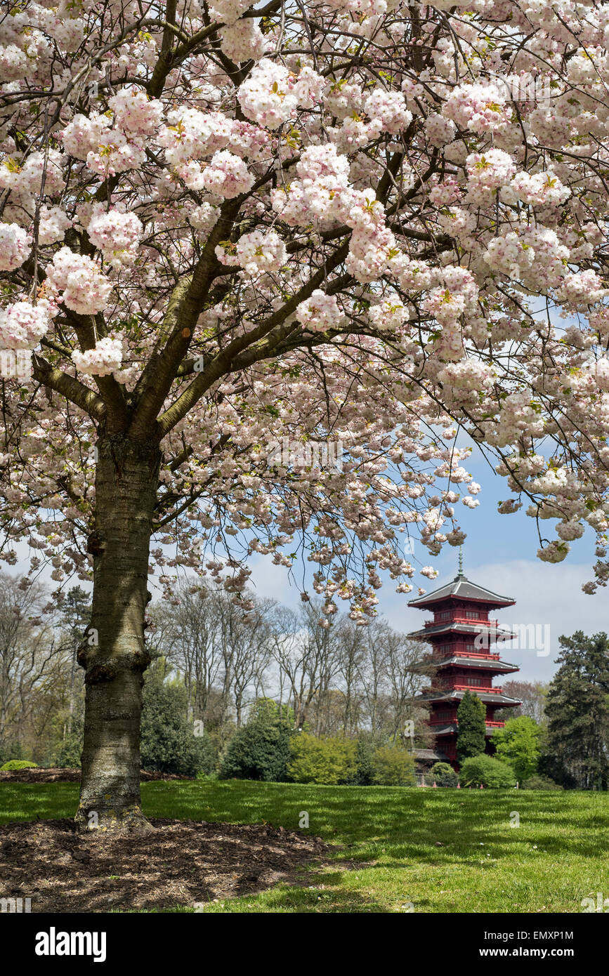 Cherry tree blooming in the park of the Royal Palace of Laken and view ...