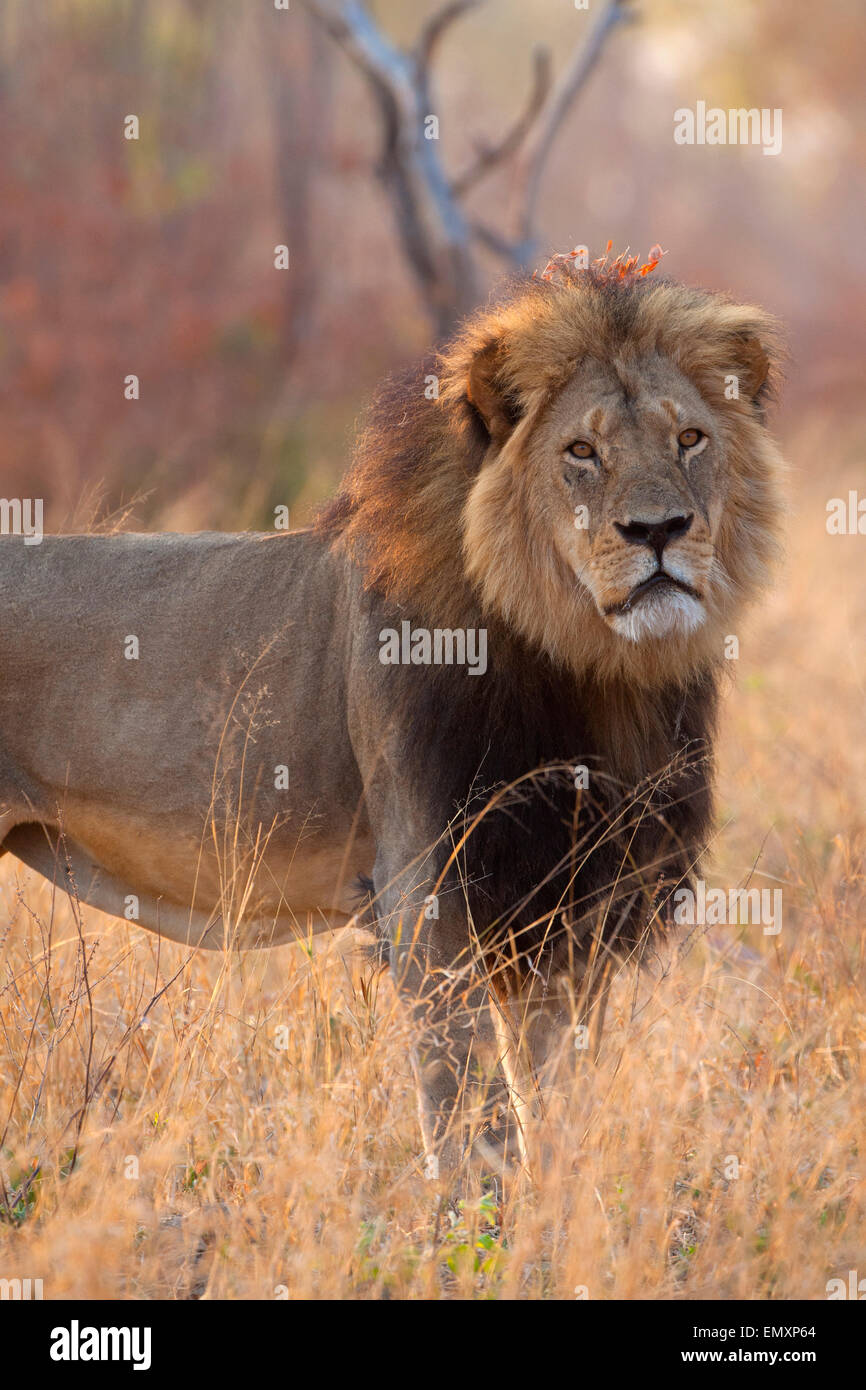 Mopane lion hi-res stock photography and images - Alamy