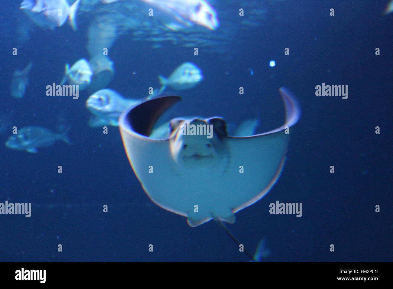 Stingray ray swimming underwater Stock Photo - Alamy