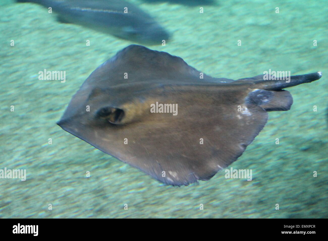 Stingray swimming underwater Stock Photo - Alamy