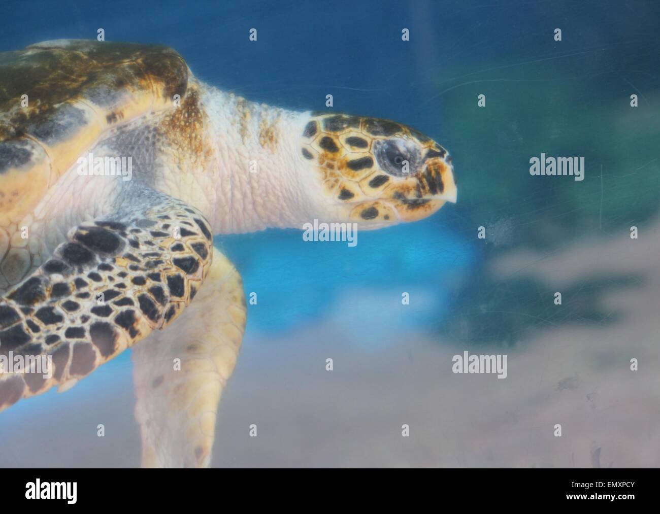 Turtle swimming underwater Stock Photo - Alamy
