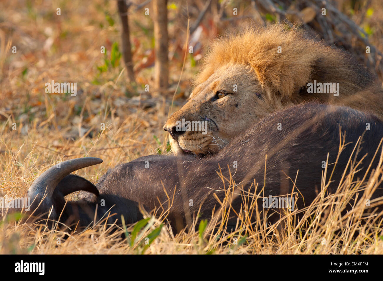 Lion hunting bull hi-res stock photography and images - Alamy
