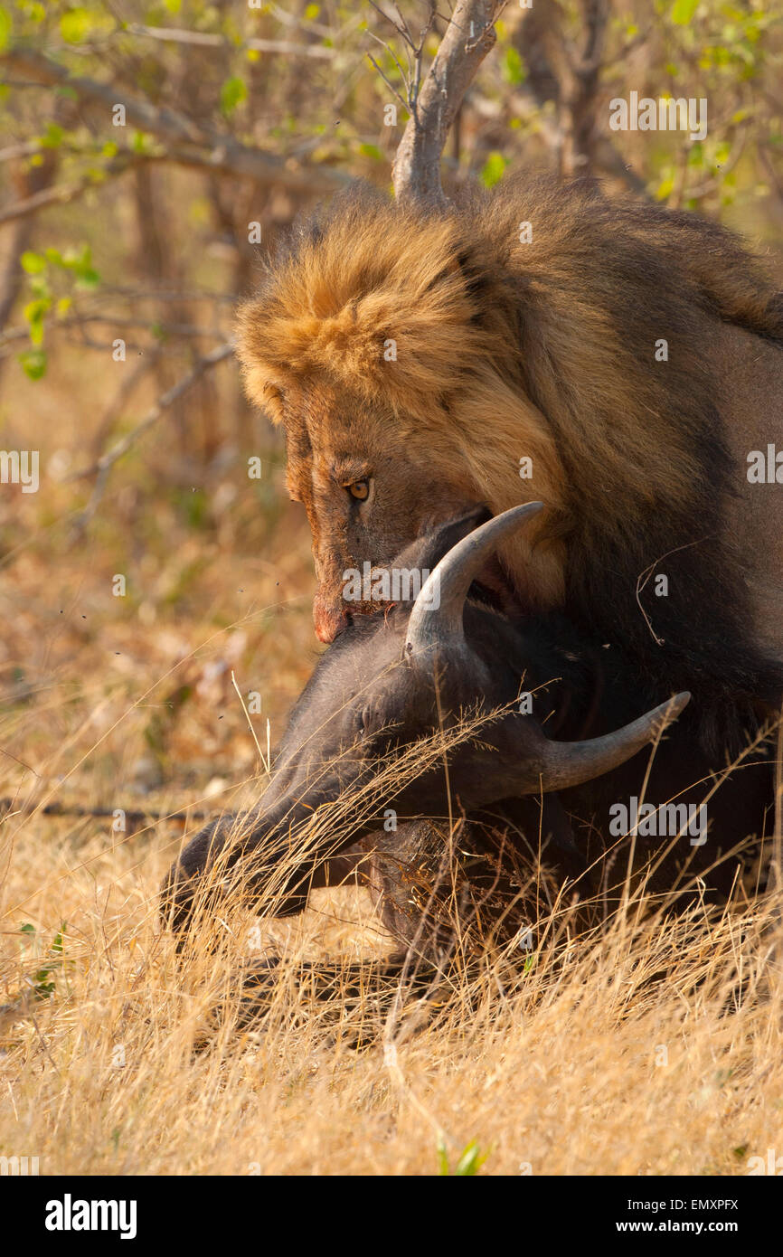 Pride of lions hunting buffalo hi-res stock photography and images - Alamy