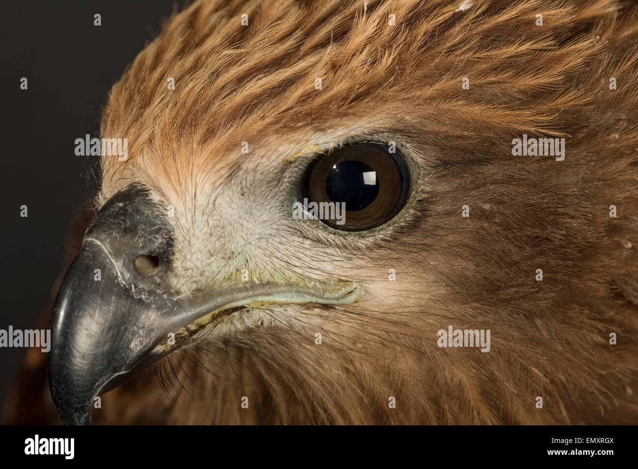 Closeup hawk isolate Stock Photo - Alamy