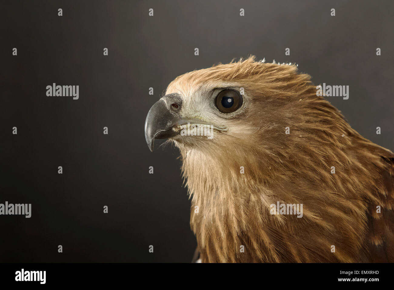 Close Up Head Shot Red Tailed Hawk High Resolution Stock Photography ...