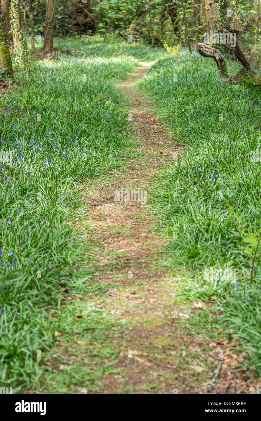bluebell wood cornwall england uk Stock Photo - Alamy