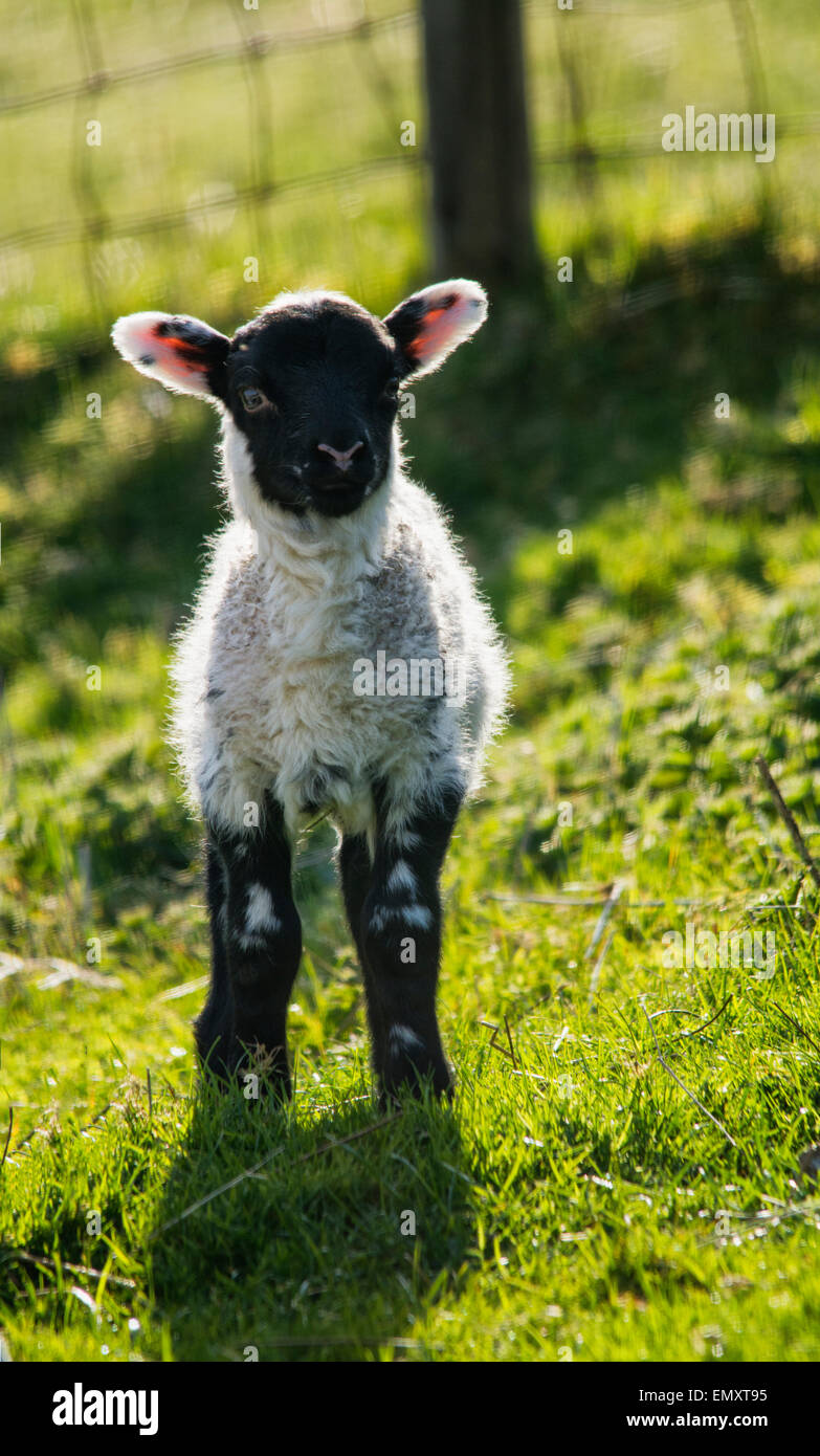 Black-face Spring lamb Stock Photo - Alamy