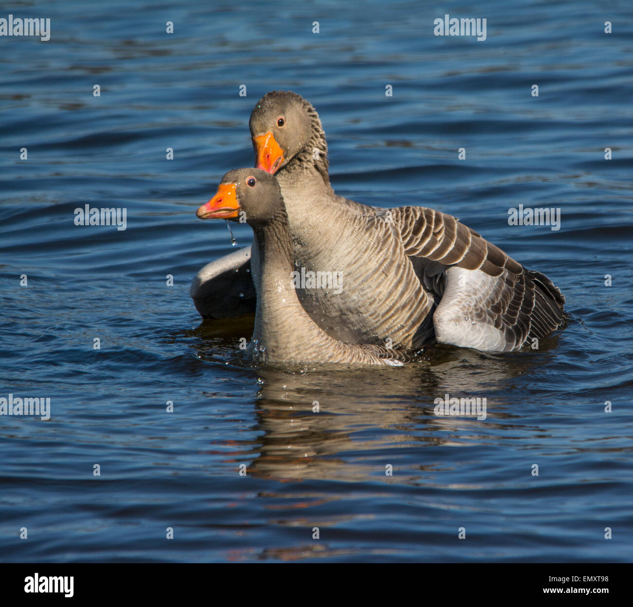 Mating geese hi-res stock photography and images - Alamy