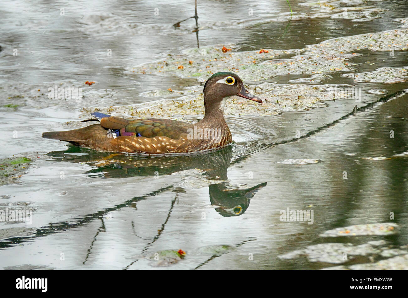 Female Wood Duck (Aix sponsa) HDR Stock Photo - Alamy