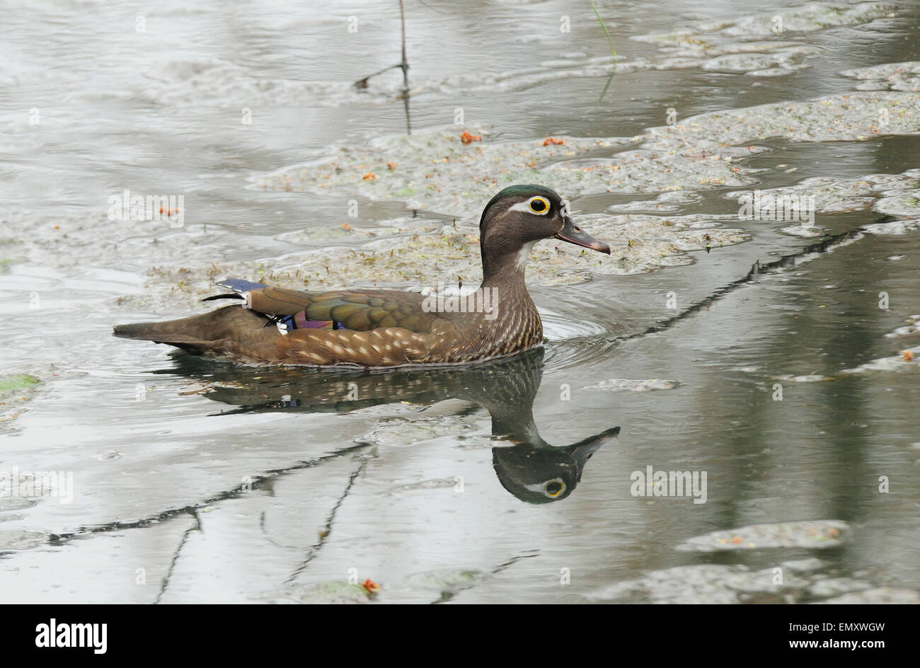 Female Wood Duck (Aix sponsa Stock Photo - Alamy