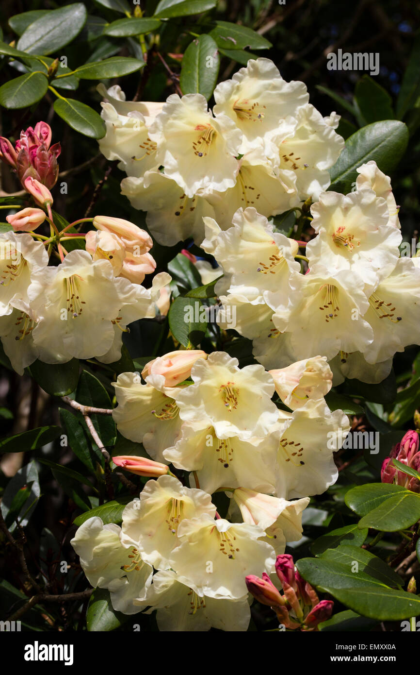 Pale yellow spring flowers of the evergreen shrub, Rhododendron 'Carita ...