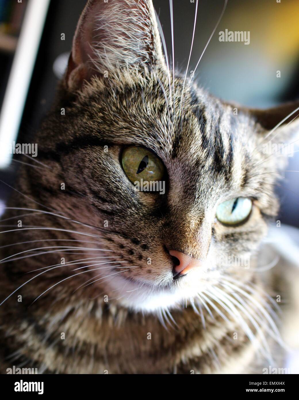 A close-up of a cat's face Stock Photo - Alamy