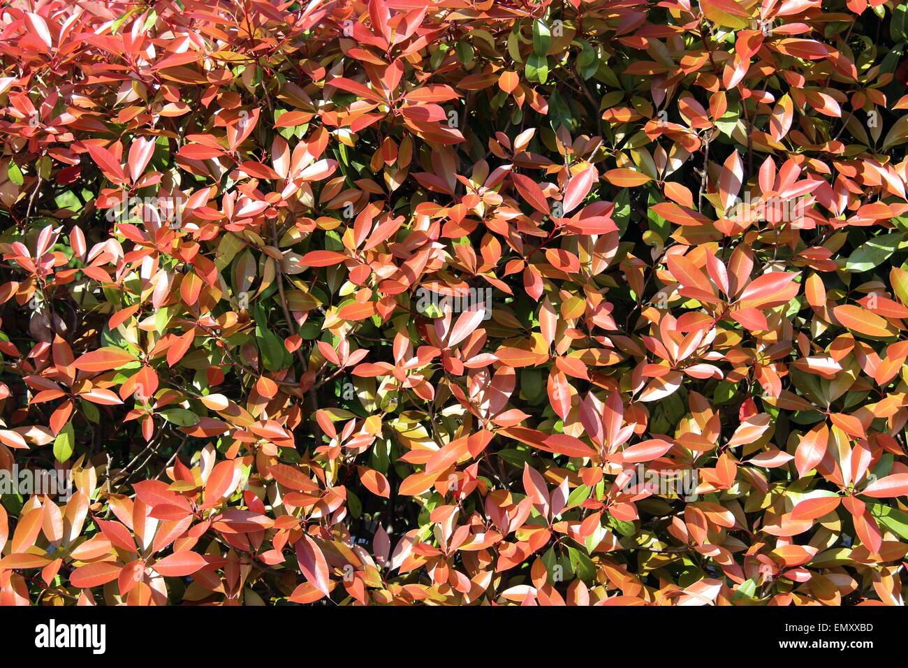 Hedgerow Texture in close up detail Stock Photo - Alamy