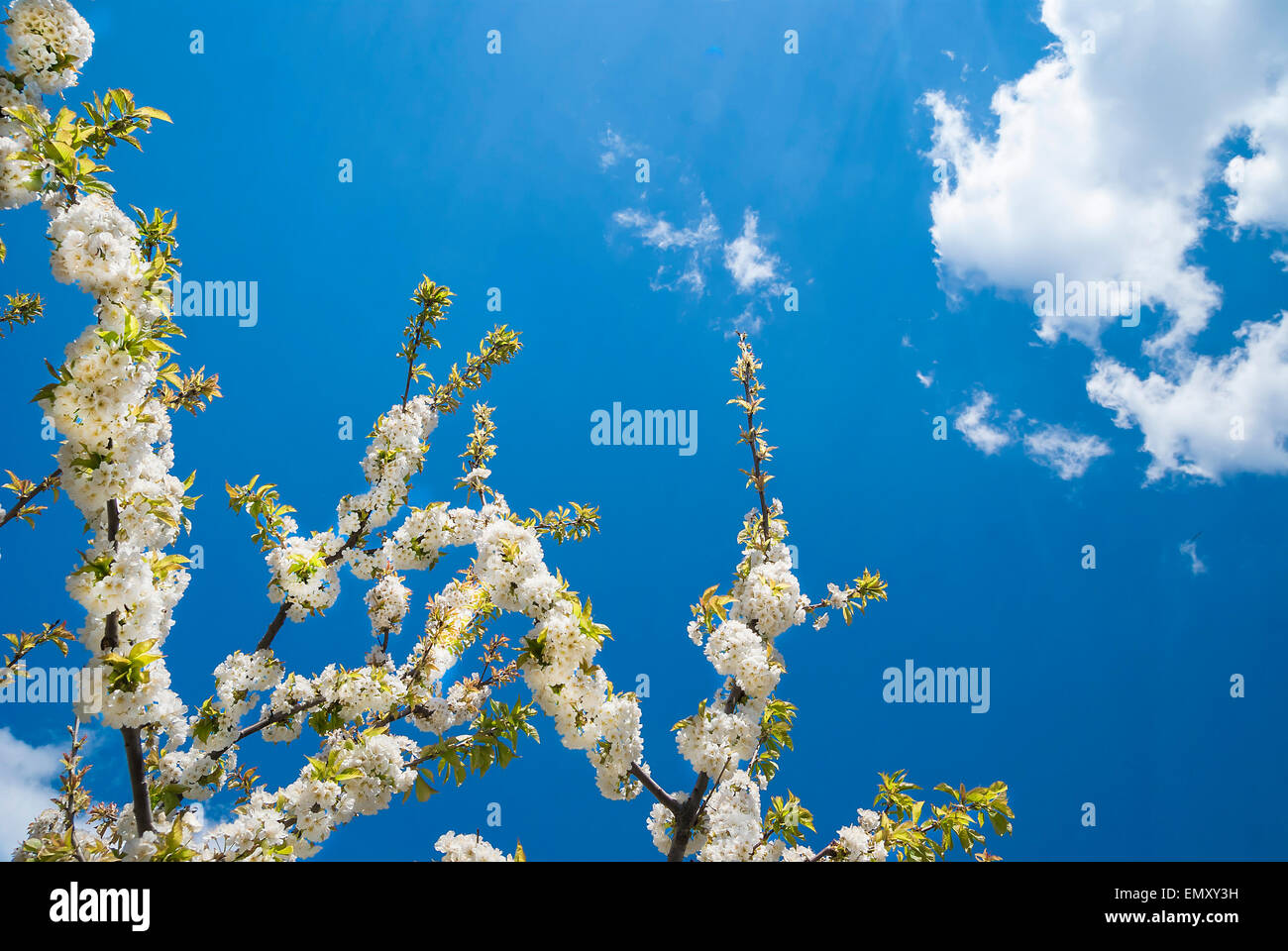 Cherry blossoms . Spring background Stock Photo - Alamy