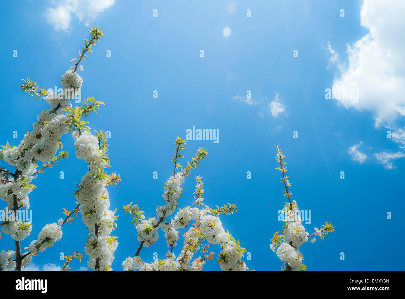 Cherry blossoms . Spring background Stock Photo - Alamy