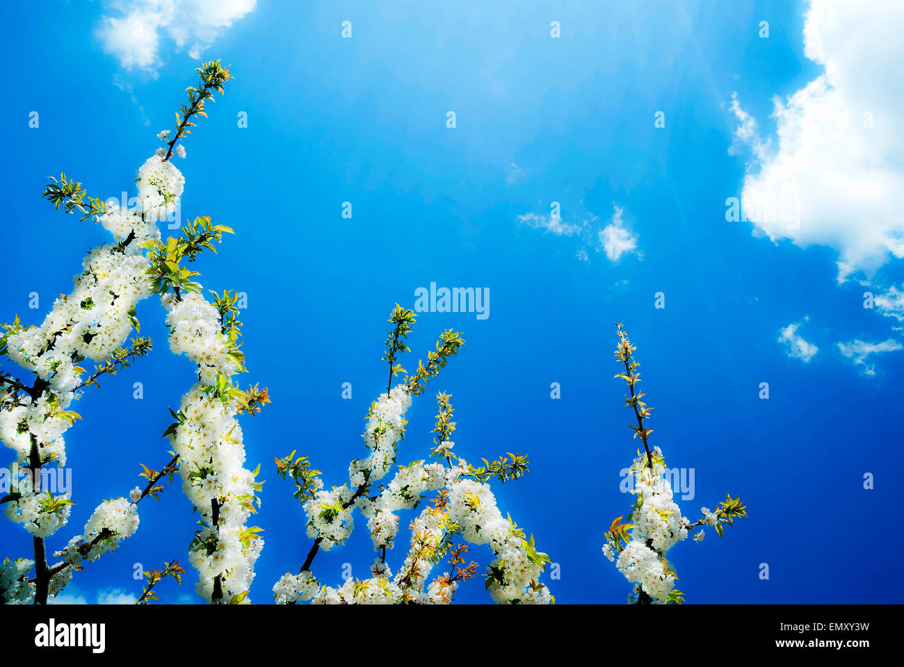 Cherry blossoms . Spring background Stock Photo - Alamy