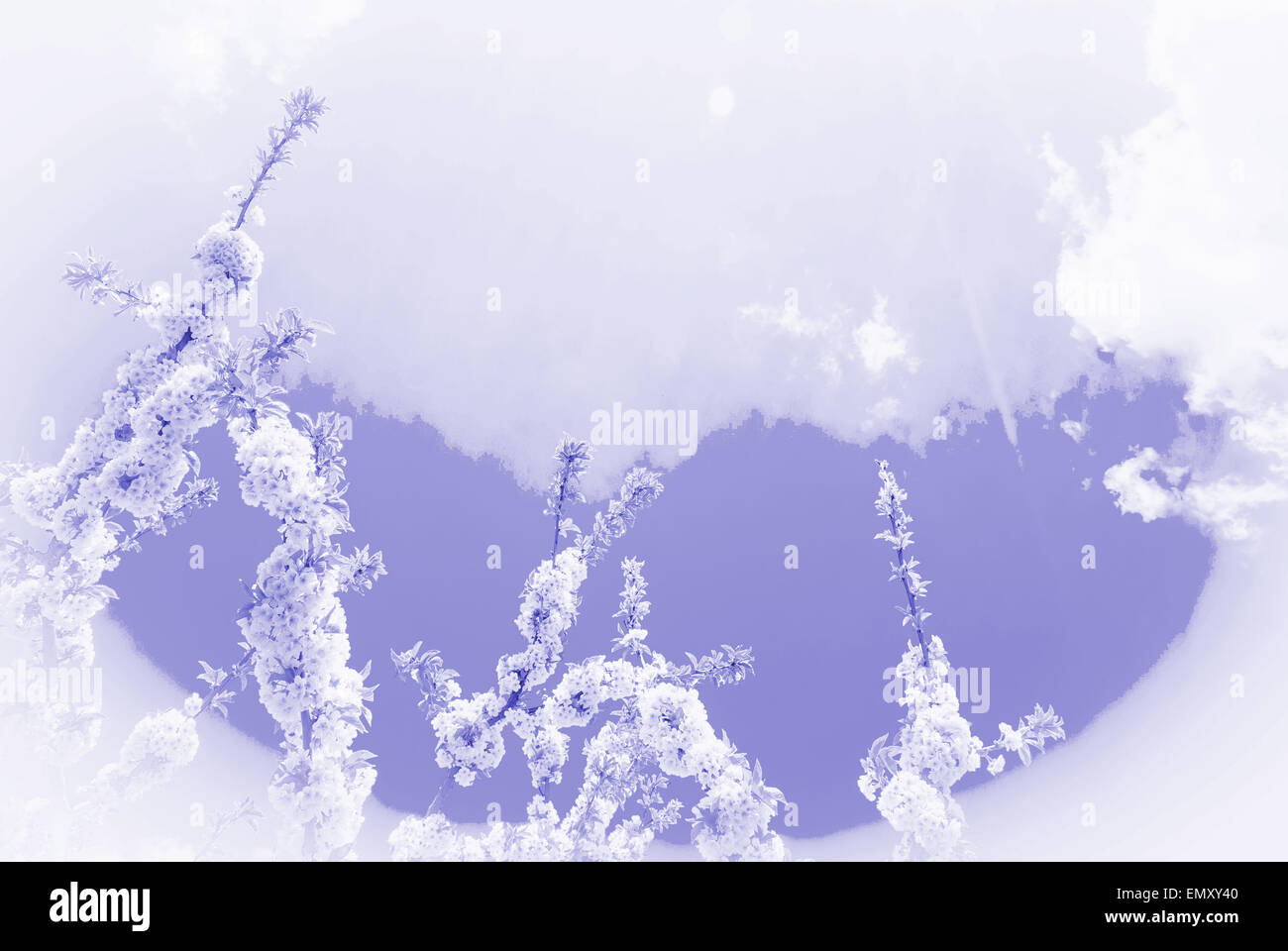 Cherry blossoms . Spring background Stock Photo - Alamy