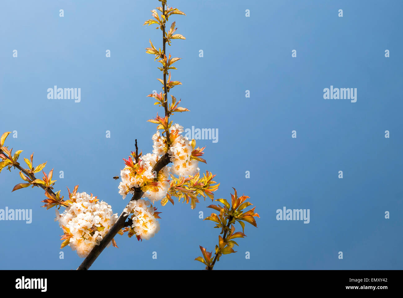 Cherry blossoms . Spring background Stock Photo - Alamy