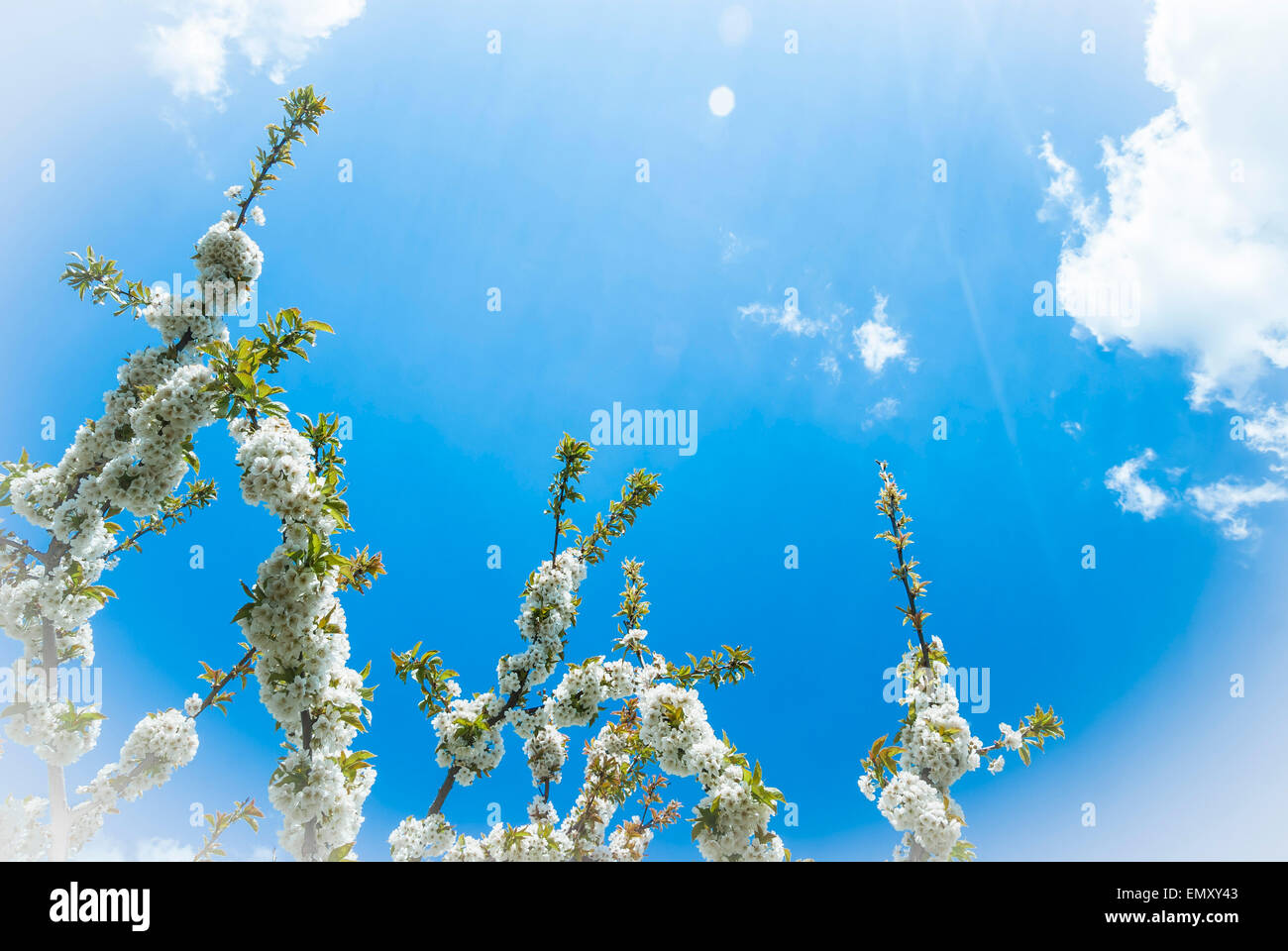 Cherry blossoms . Spring background Stock Photo - Alamy