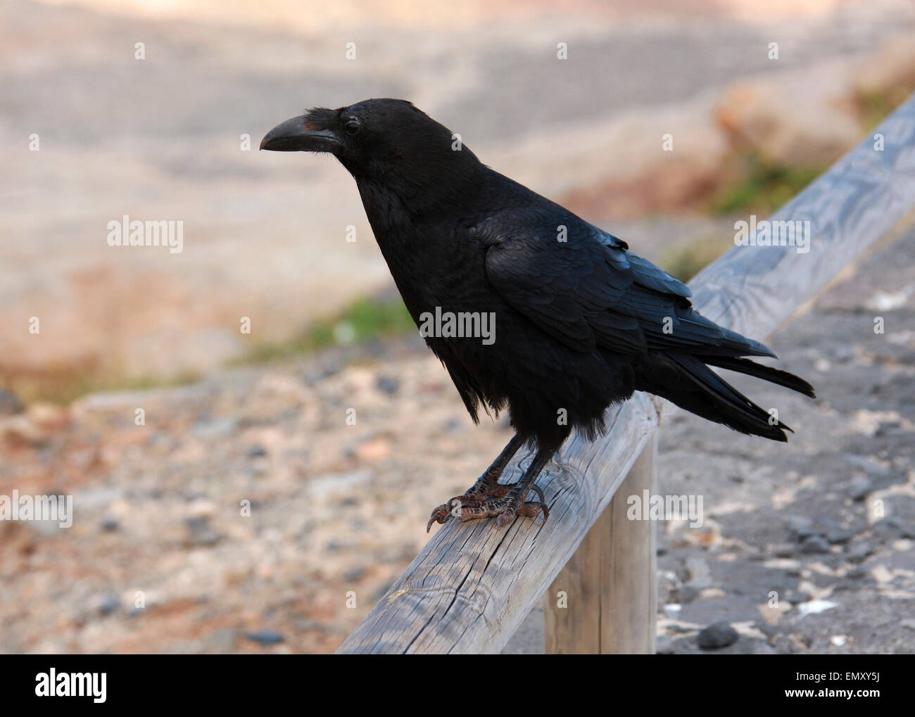 Canary Islands Raven, Corvus corax jordansi (syn. C. c. tingitanus ...