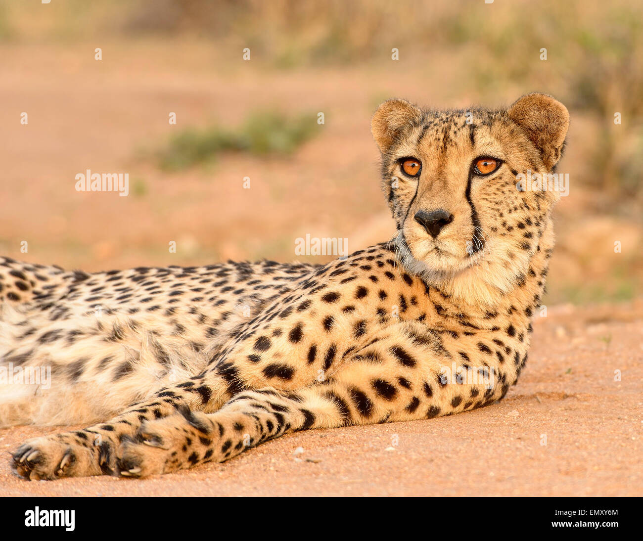 Female Cheetah Stock Photo - Alamy
