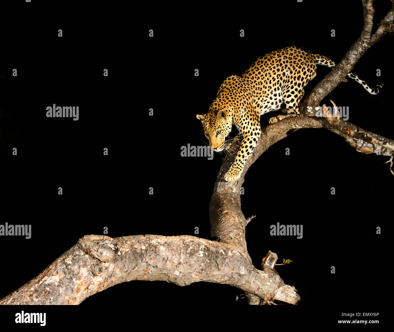 Leopard in tree at night Stock Photo - Alamy