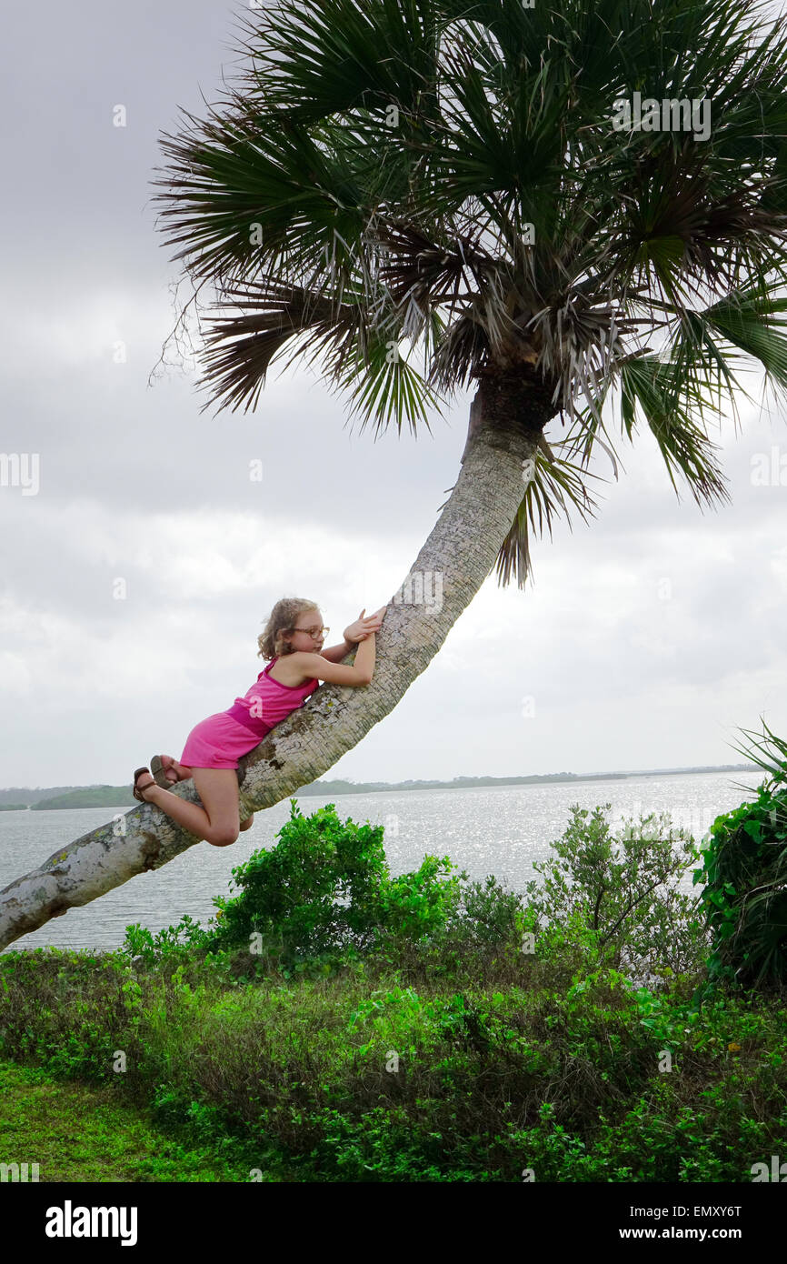 Young girl climbing a palm tree at Canaveral National Seashore Stock ...