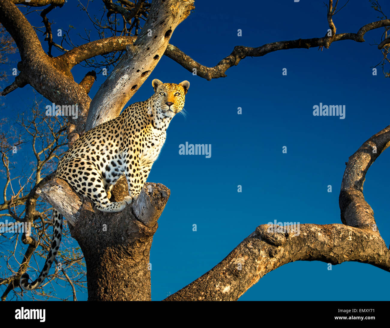Leopard in tree sunset hi-res stock photography and images - Alamy