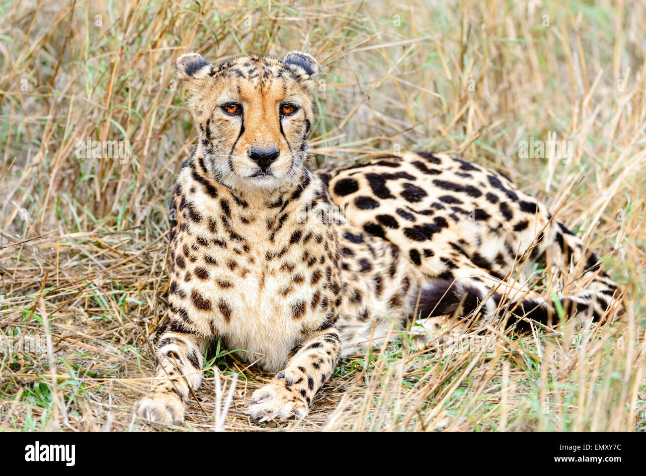 King cheetah hi-res stock photography and images - Alamy