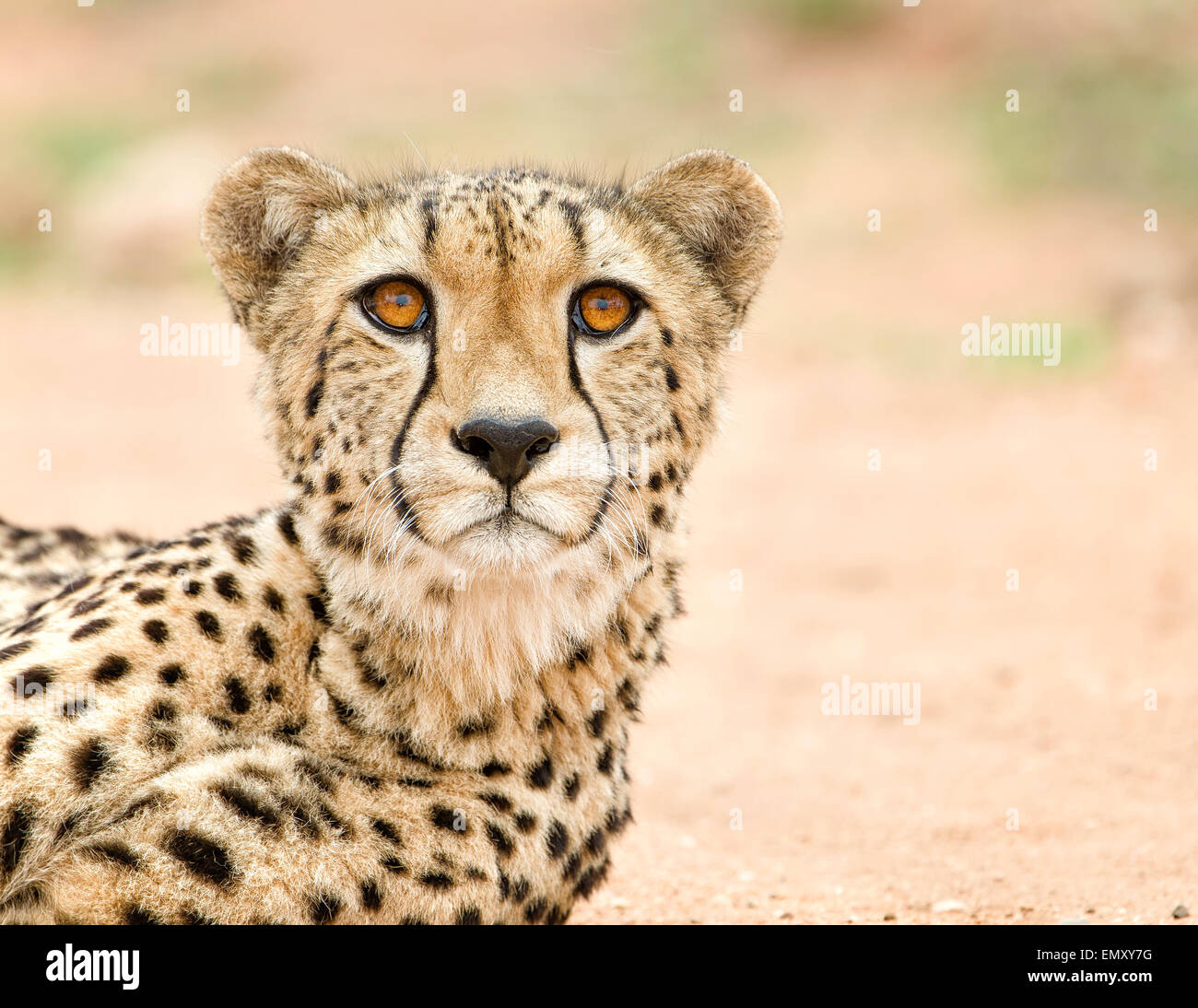 Female Cheetah Stock Photo - Alamy