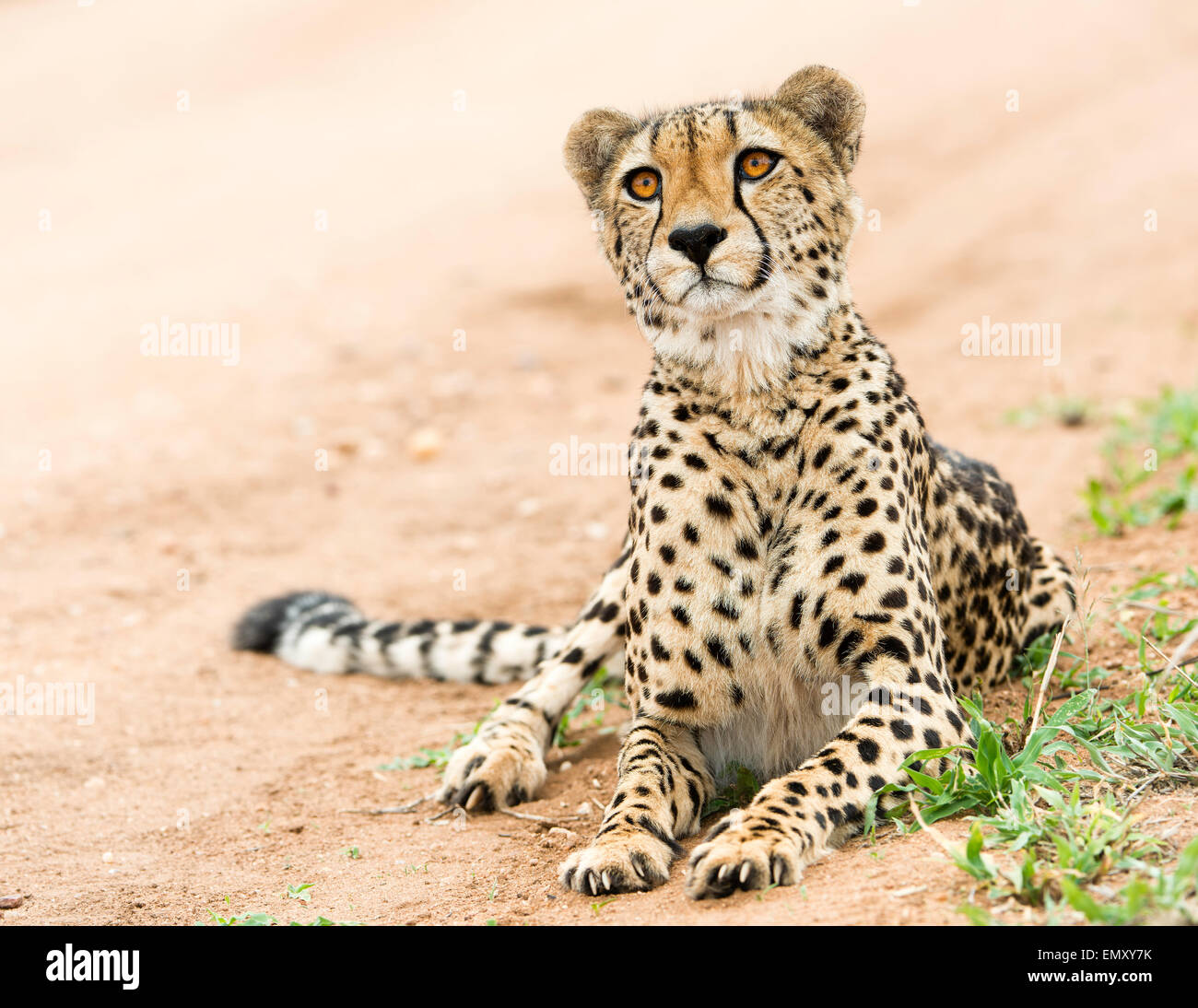 Female cheetah hi-res stock photography and images - Alamy