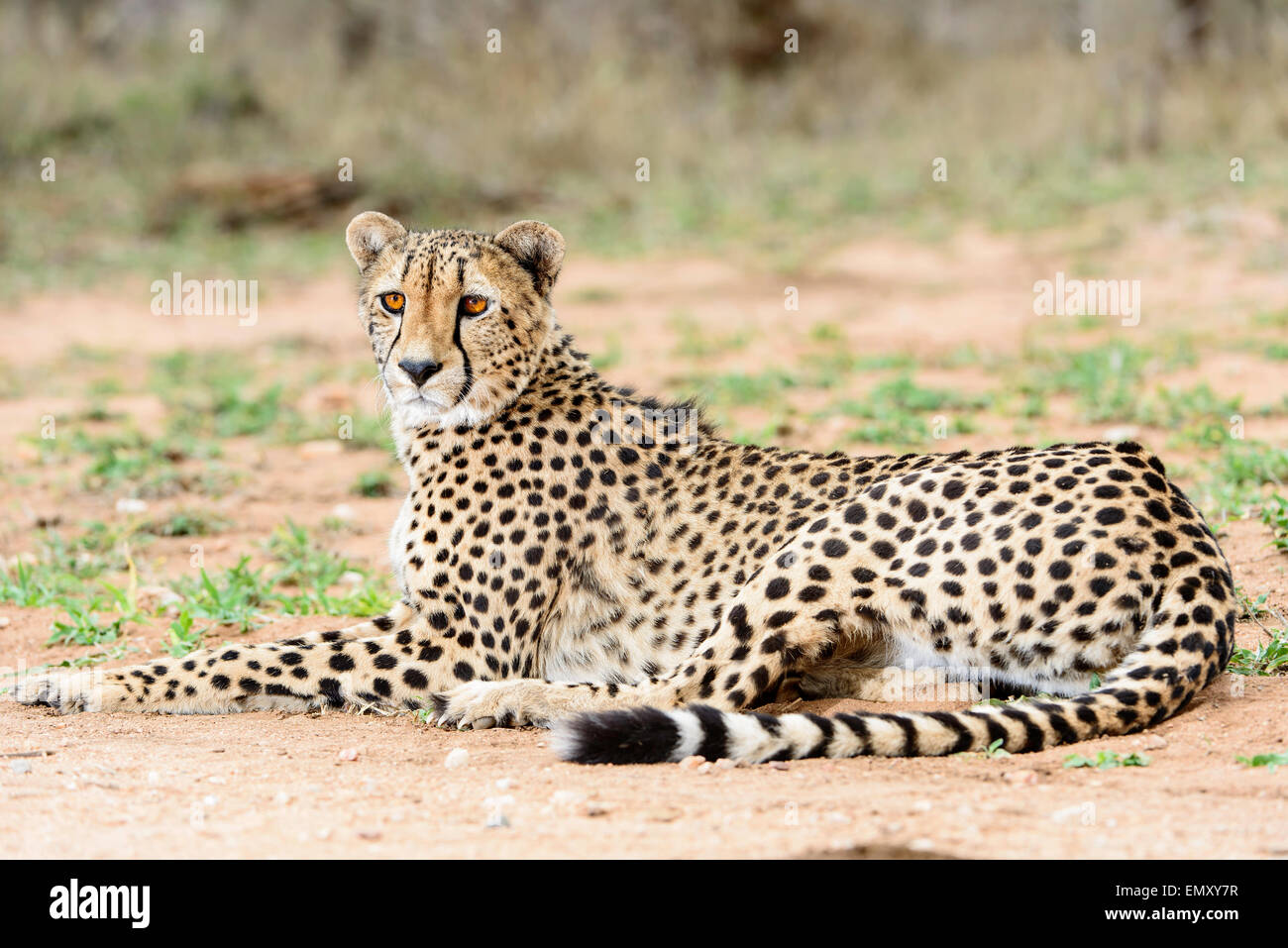 Female cheetah laying down hi-res stock photography and images - Alamy