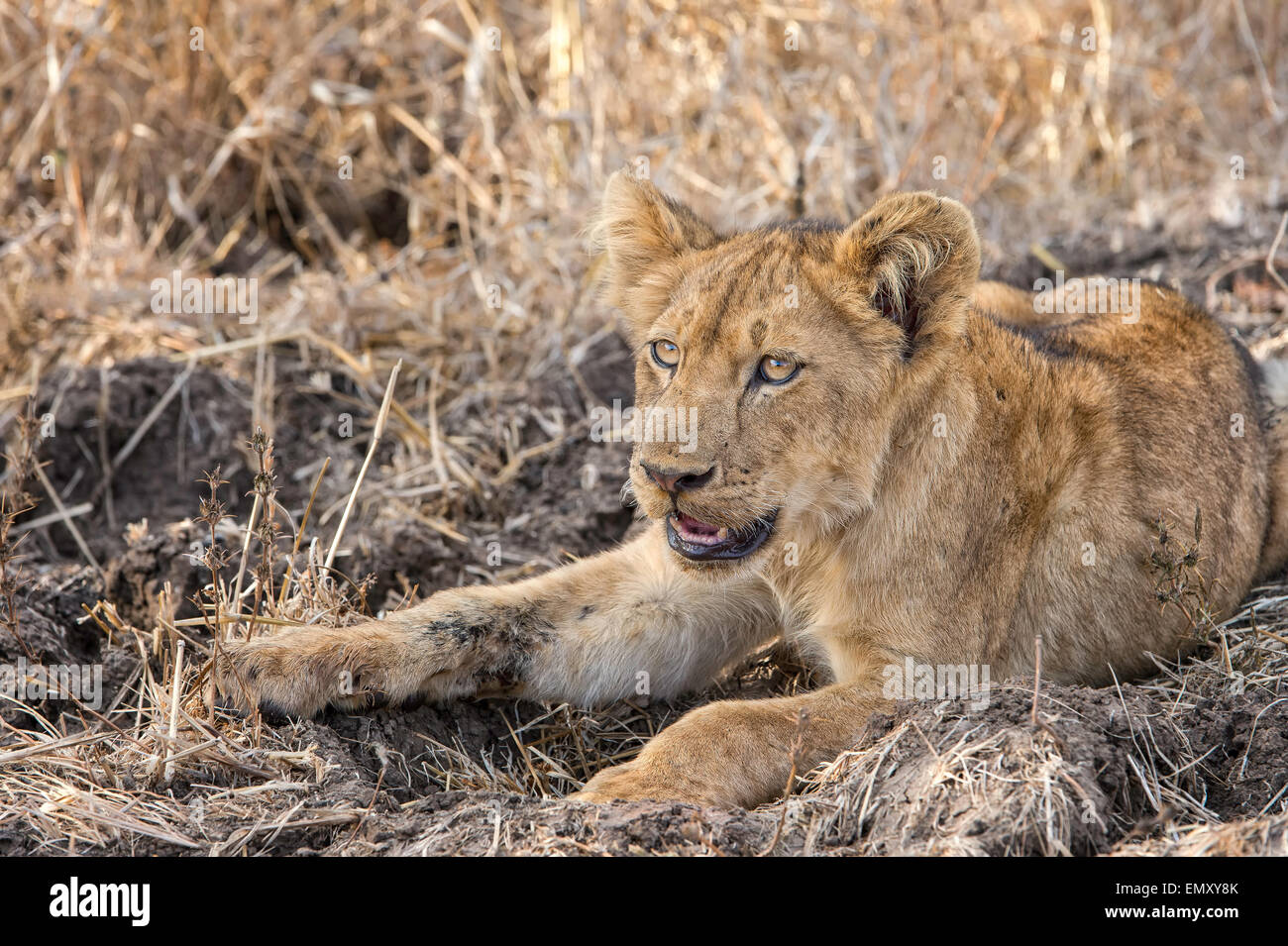 Baby lion close up portrait hi-res stock photography and images - Alamy