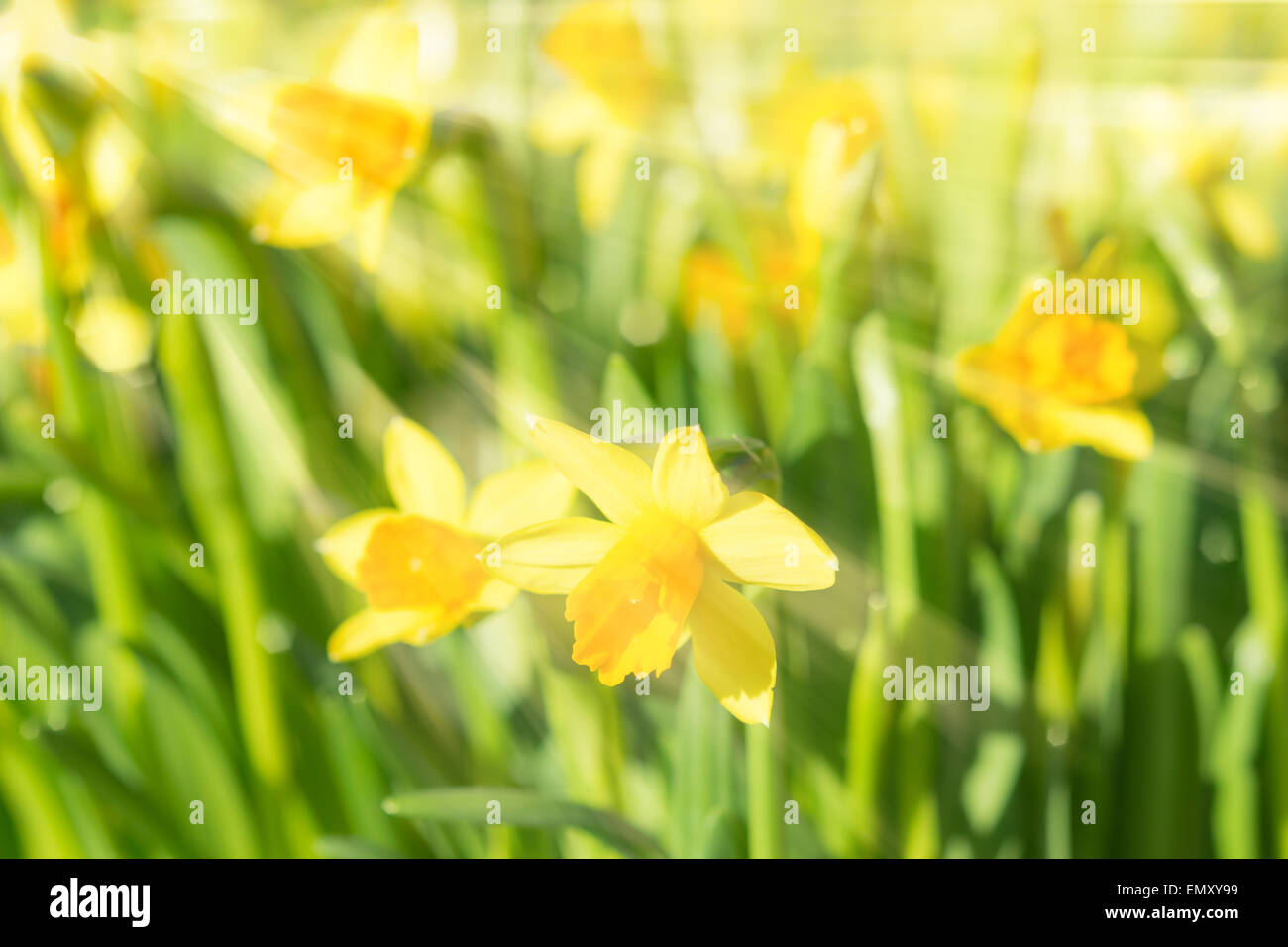 Soft blurred sunlit background hi-res stock photography and images - Alamy